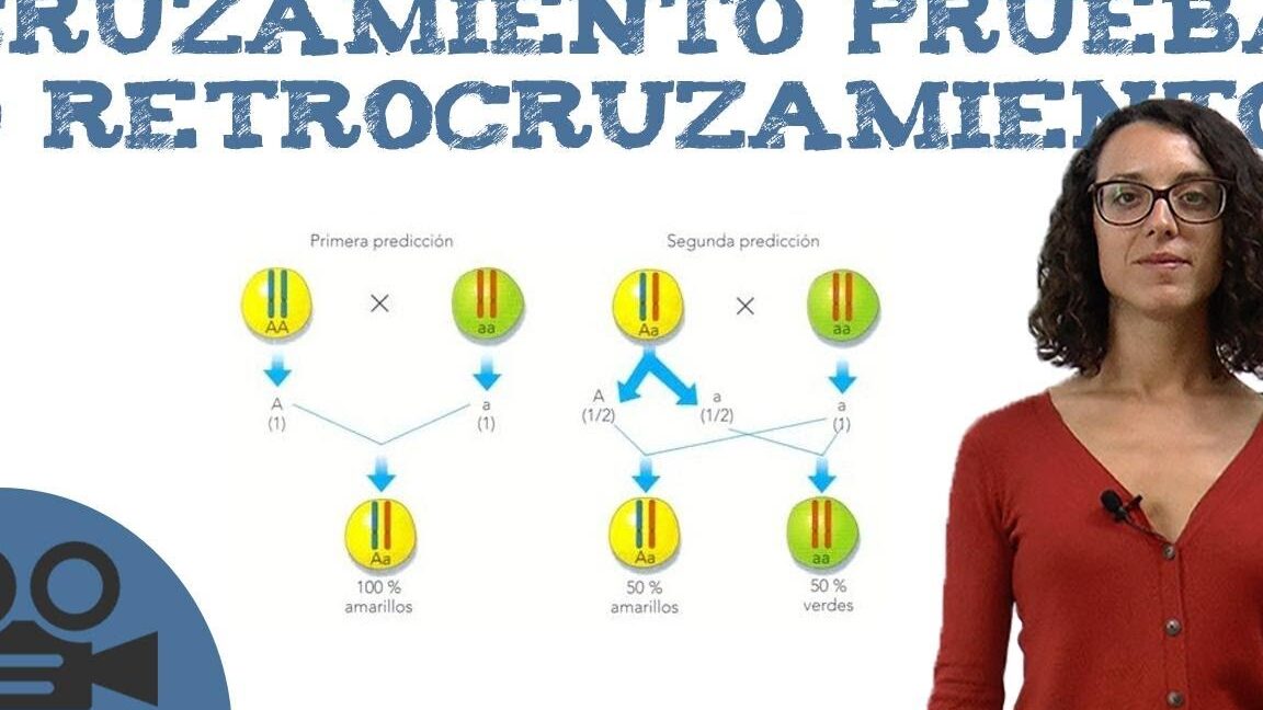 Cruzamiento Prueba o Retrocruzamiento: Explorando la Genética - Guias ...